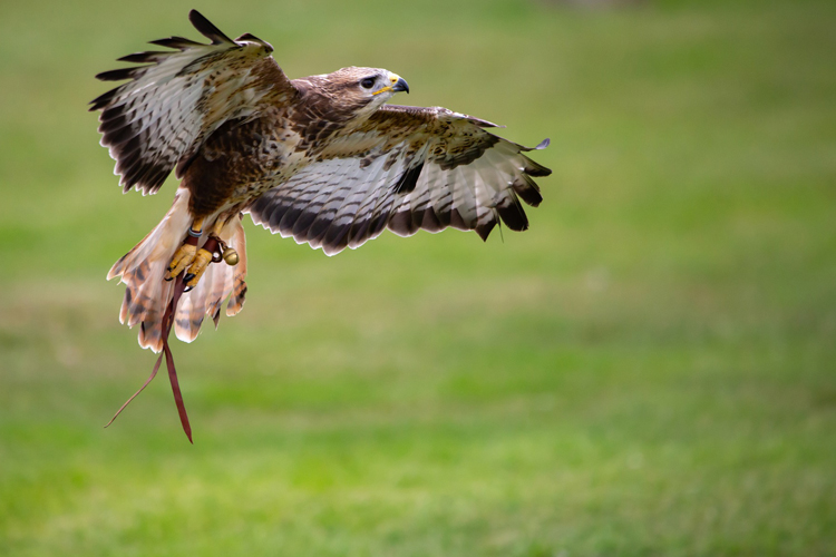 Ministarstvo poljoprivrede, šumarstva i ribarstva - Smanjenje iznosa ...