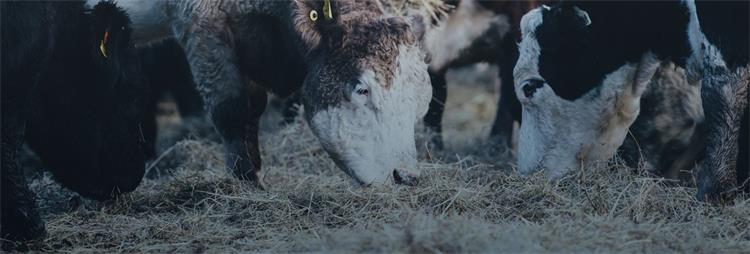 Ministarstvo poljoprivrede - Stočarstvo