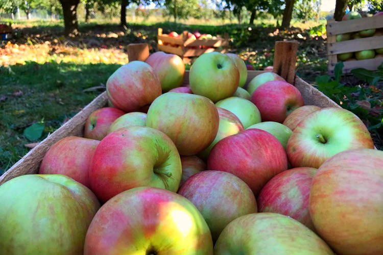 Ministarstvo poljoprivrede, šumarstva i ribarstva - Svjetski dan jabuka ...