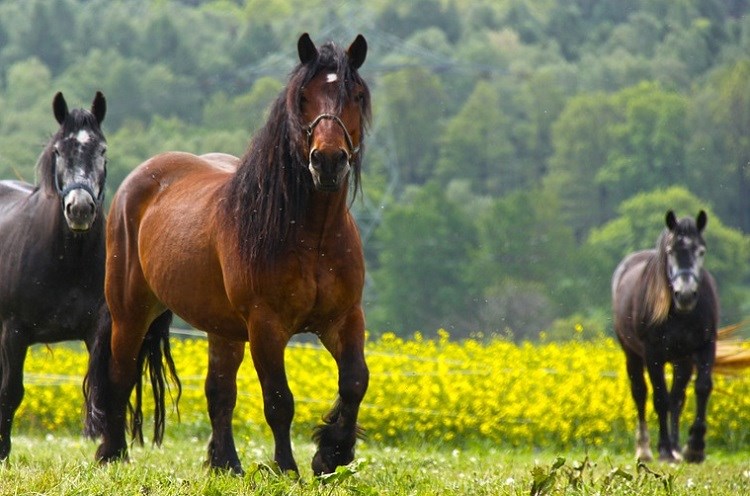 Ministarstvo poljoprivrede, šumarstva i ribarstva - Posjednicima ...